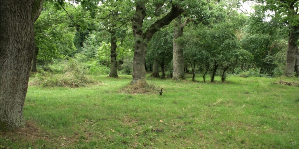 Trees of Denmark: The Complete List - Flora Fauna Fun