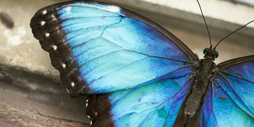 List of Amazon Rainforest Insects - Flora Fauna Fun
