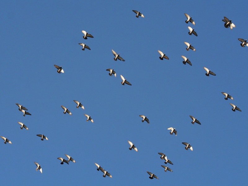 Invasive Species in Yemen: The Complete List - Flora Fauna Fun