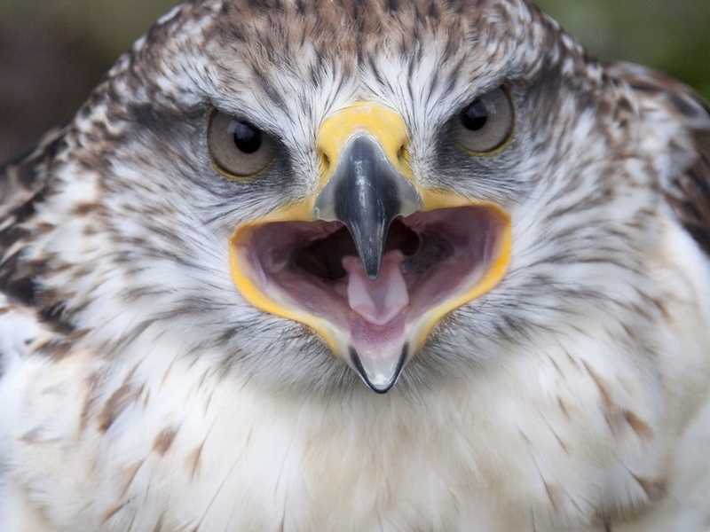 The Complete List of Endangered Prairie Animals - Flora Fauna Fun