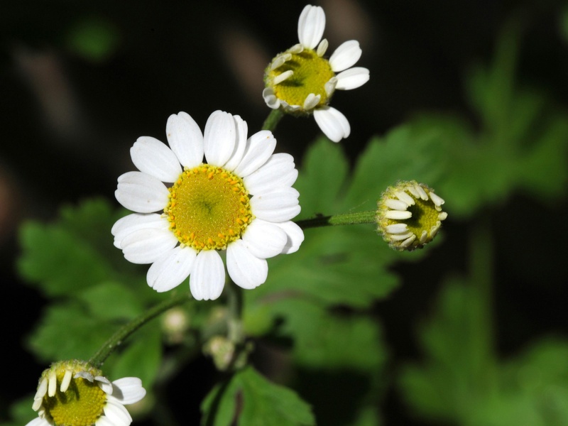The Complete List of Flowers That Start With F - Flora Fauna Fun