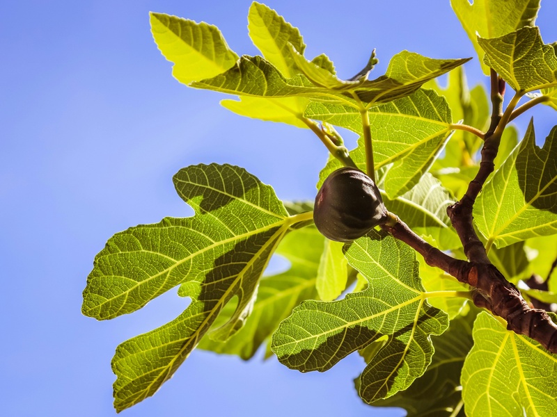 Trees of Spain: The Complete List - Flora Fauna Fun