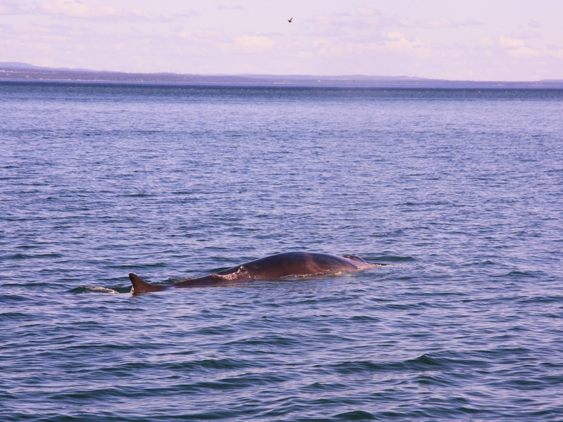 Cetacean Examples: The Complete List - Flora Fauna Fun