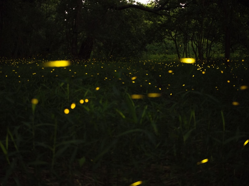 The Complete List of Common Animals That Start With F - Flora Fauna Fun