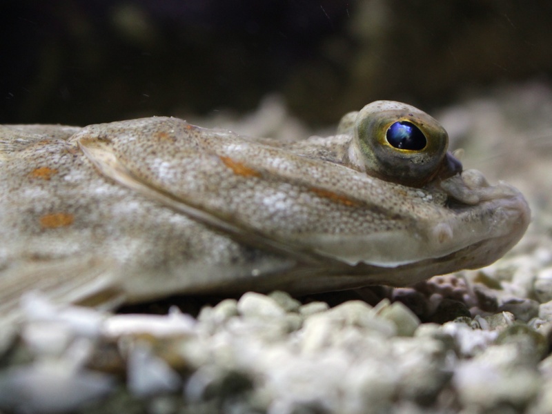 The Complete List of Common Animals That Start With F - Flora Fauna Fun