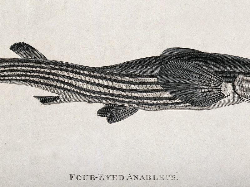Fish of Guyana: The Complete List - Flora Fauna Fun