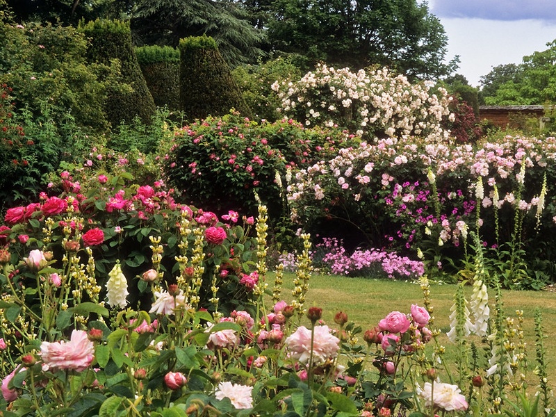 The Complete List of Wales' Native Plants - Flora Fauna Fun