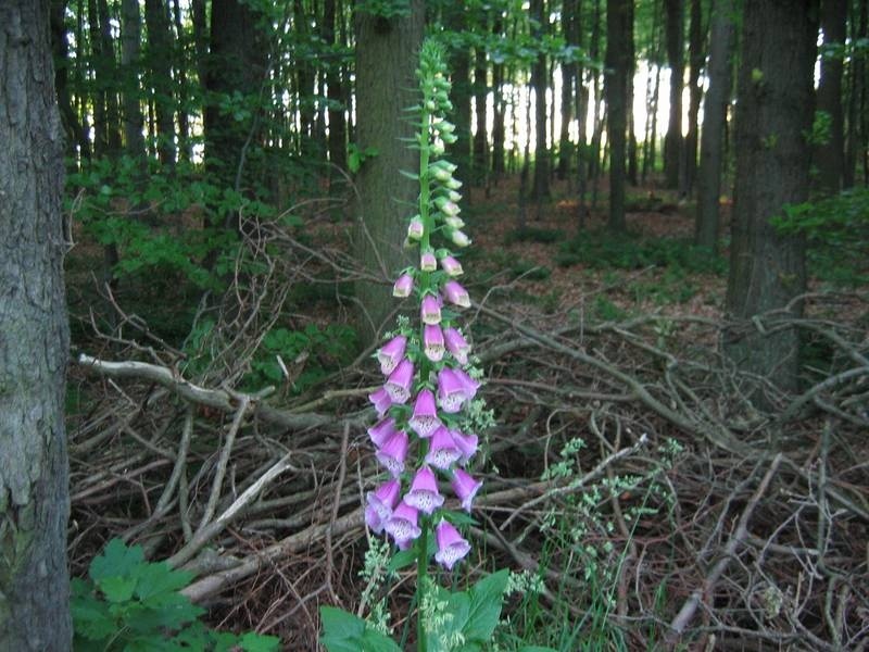 France's Native Plants: The Complete List - Flora Fauna Fun