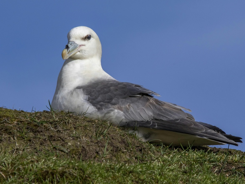 Birds of Northern Ireland: The Complete List - Flora Fauna Fun