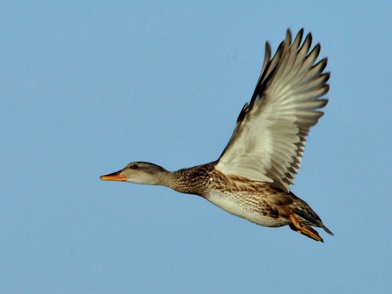 Birds of Romania: The Complete List - Flora Fauna Fun