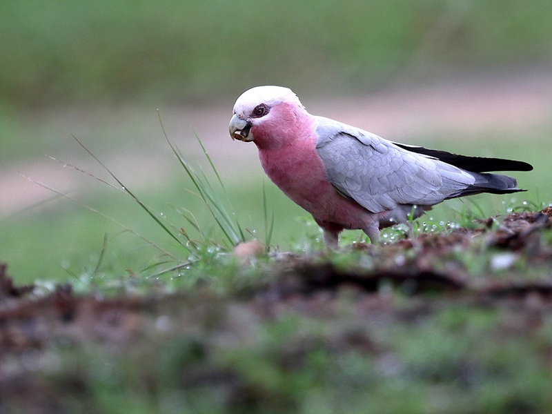 The Complete List of Pink Birds - Flora Fauna Fun