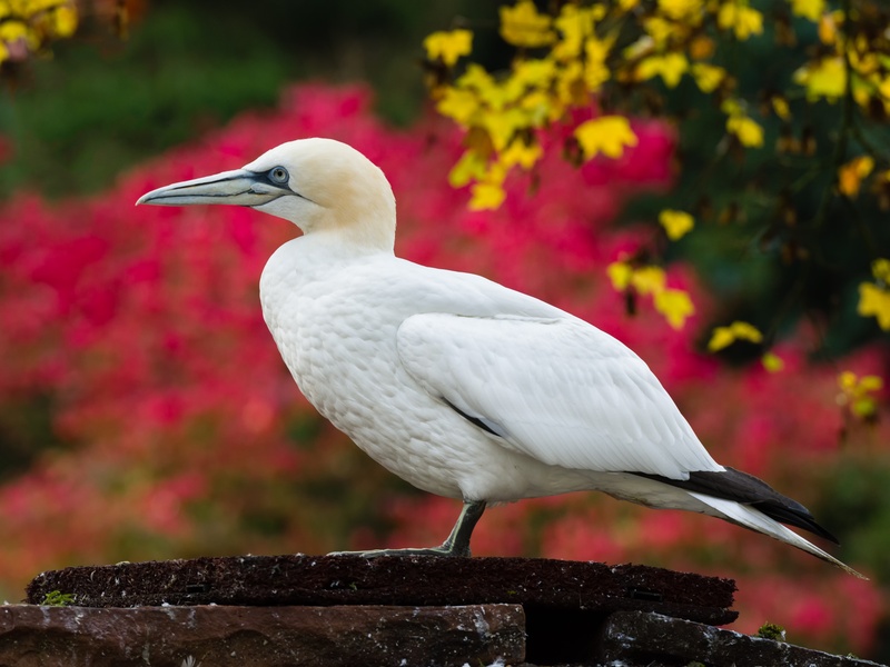 Birds of Northern Ireland: The Complete List - Flora Fauna Fun