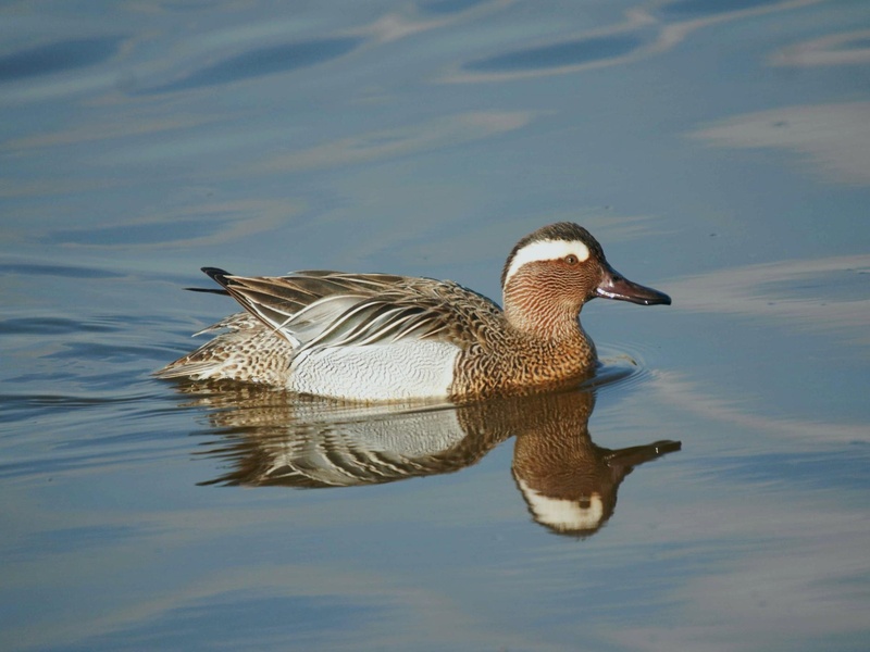 The Complete List of Birds of Bangladesh - Flora Fauna Fun