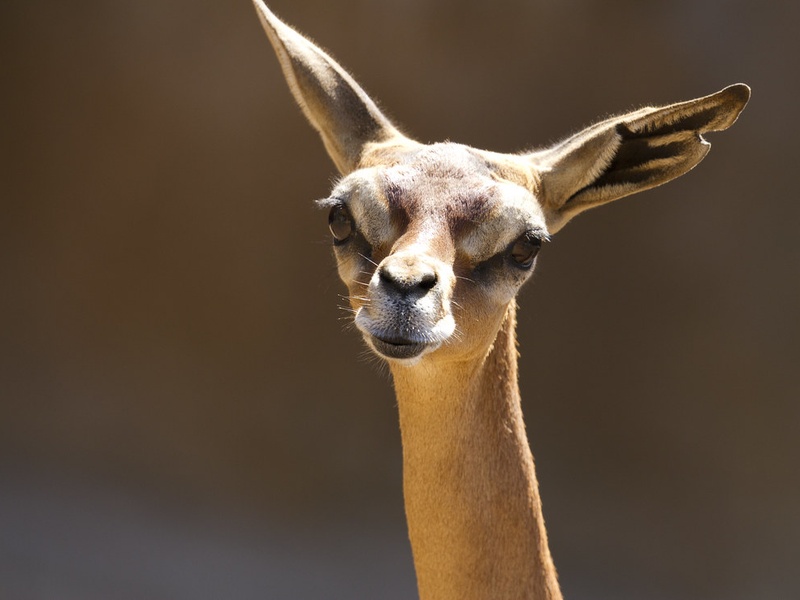 List of Djibouti's Native Animals - Flora Fauna Fun