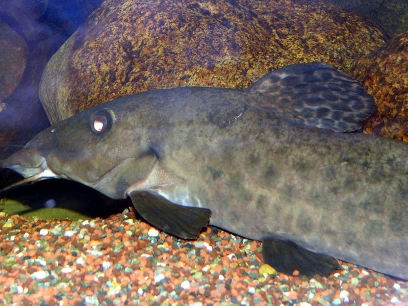 List of Fish of the Republic of the Congo - Flora Fauna Fun