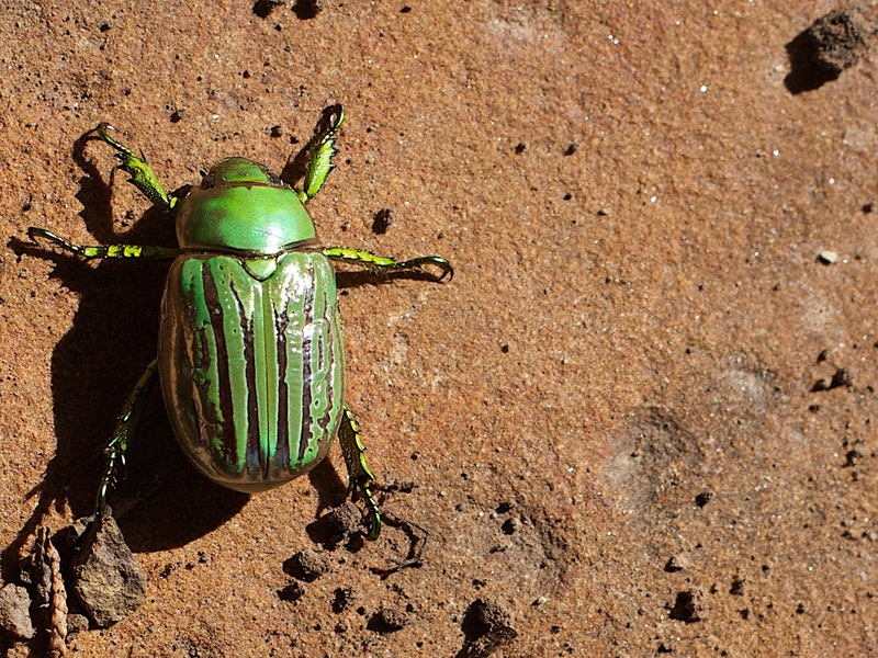 List of Green Insects - Flora Fauna Fun