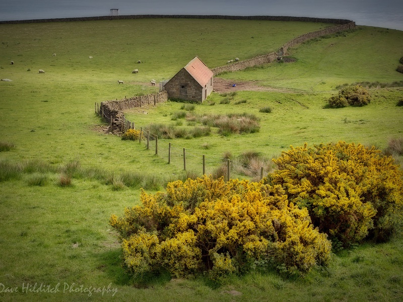 The Complete List of Wales' Native Plants - Flora Fauna Fun