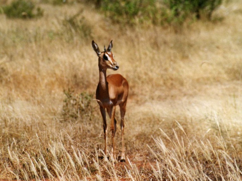 The Complete List of African Savanna Primary Consumers - Flora Fauna Fun