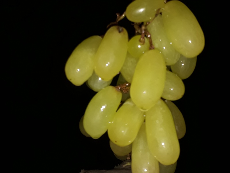 Fruits of Afghanistan: The Complete List - Flora Fauna Fun