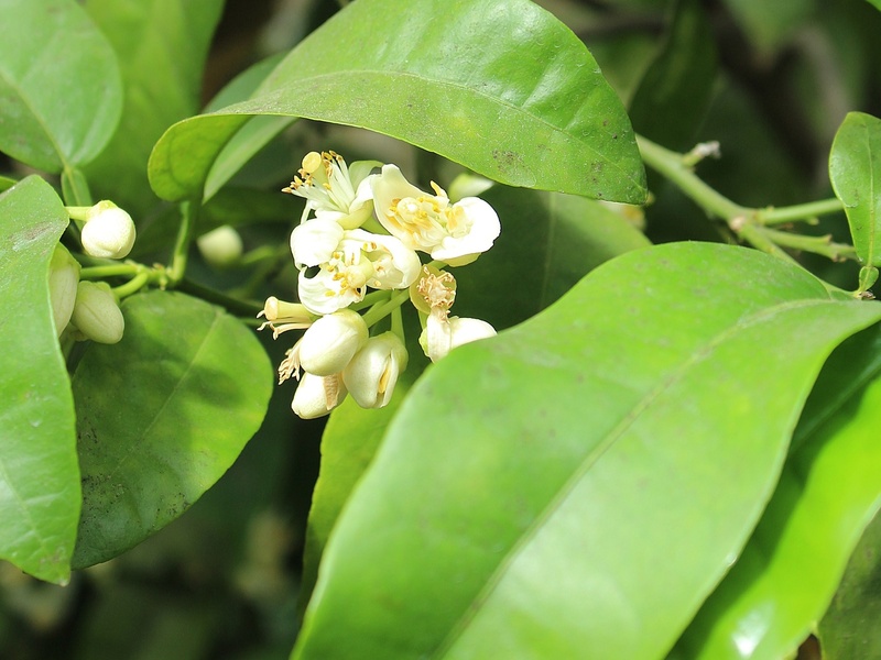 Fruits Of Pakistan: The Complete List - Flora Fauna Fun