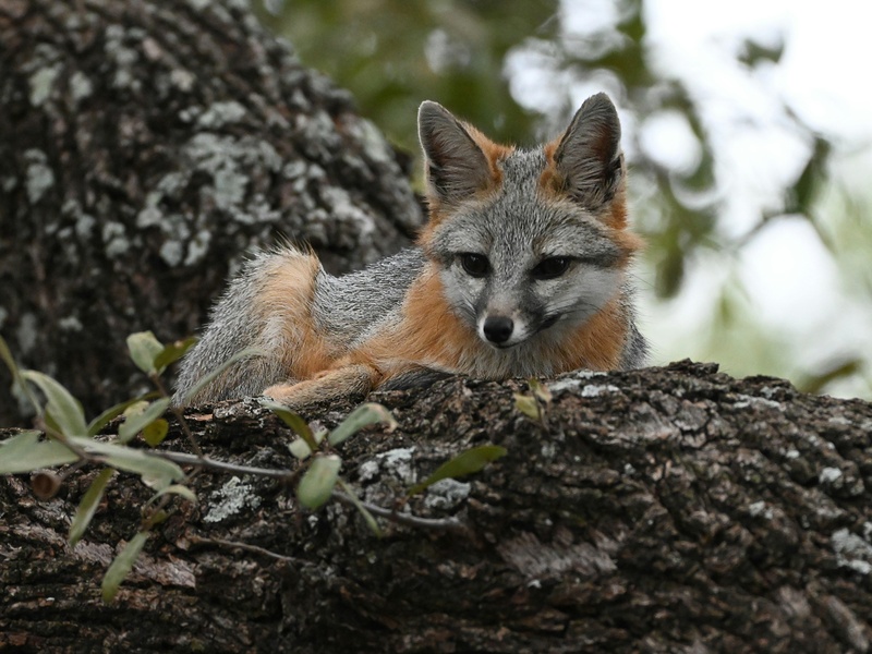 Forest Omnivores: The Complete List - Flora Fauna Fun