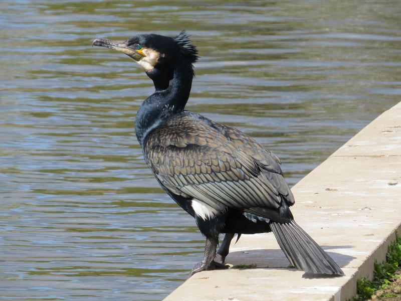 List of Monaco's Native Animals - Flora Fauna Fun