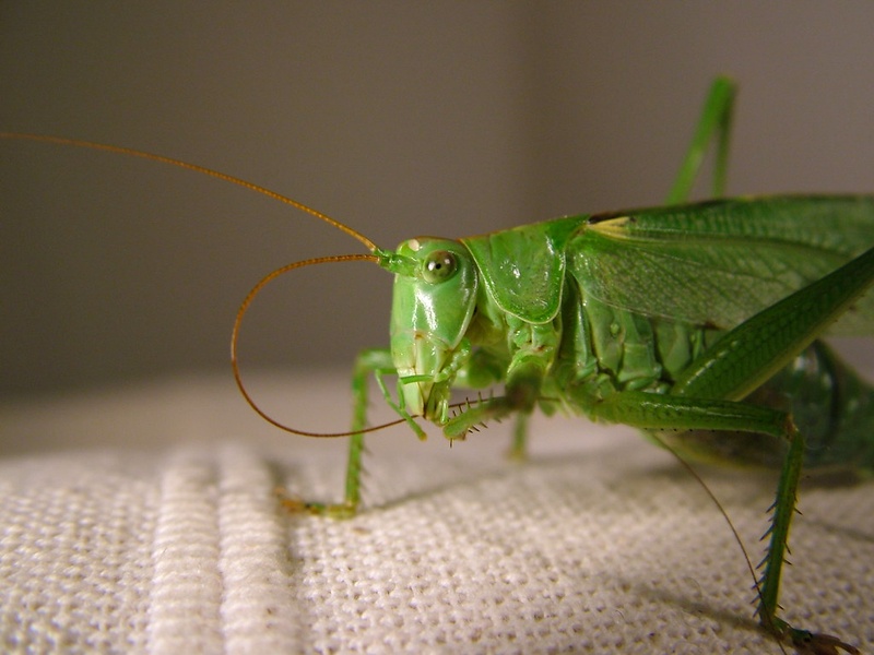 List of Green Insects - Flora Fauna Fun