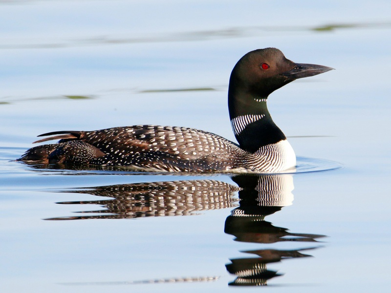Birds of Northern Ireland: The Complete List - Flora Fauna Fun