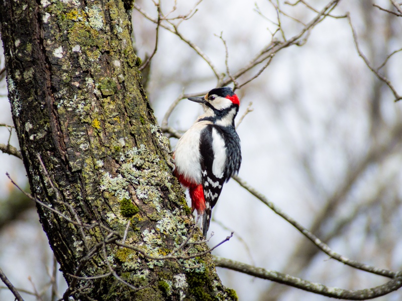 Birds of Northern Ireland: The Complete List - Flora Fauna Fun