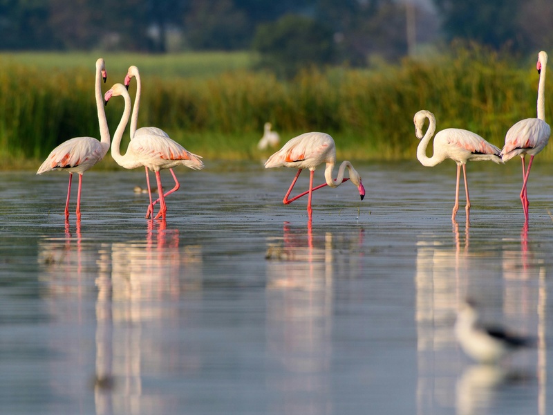 Animals of Tunisia: The Complete List - Flora Fauna Fun
