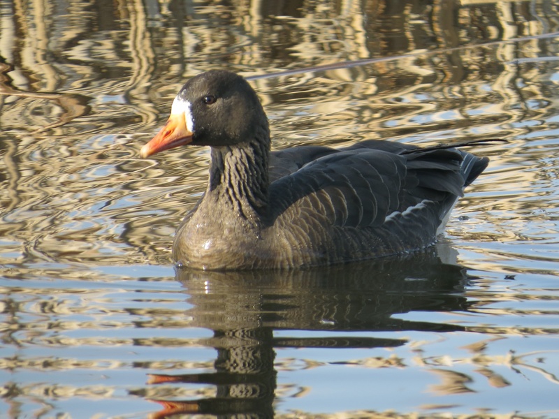 Birds of Sweden: The Complete List - Flora Fauna Fun