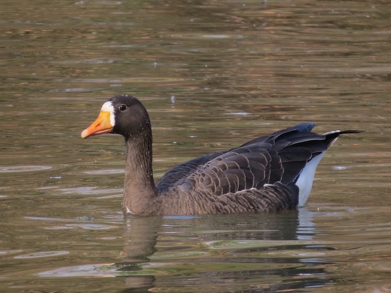 Birds of Romania: The Complete List - Flora Fauna Fun