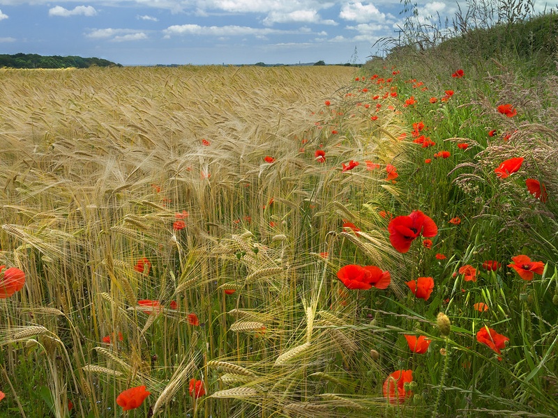 The Complete List of Flowers That Start With G - Flora Fauna Fun