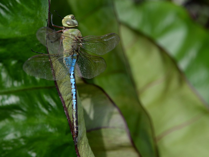 List of Green Insects - Flora Fauna Fun