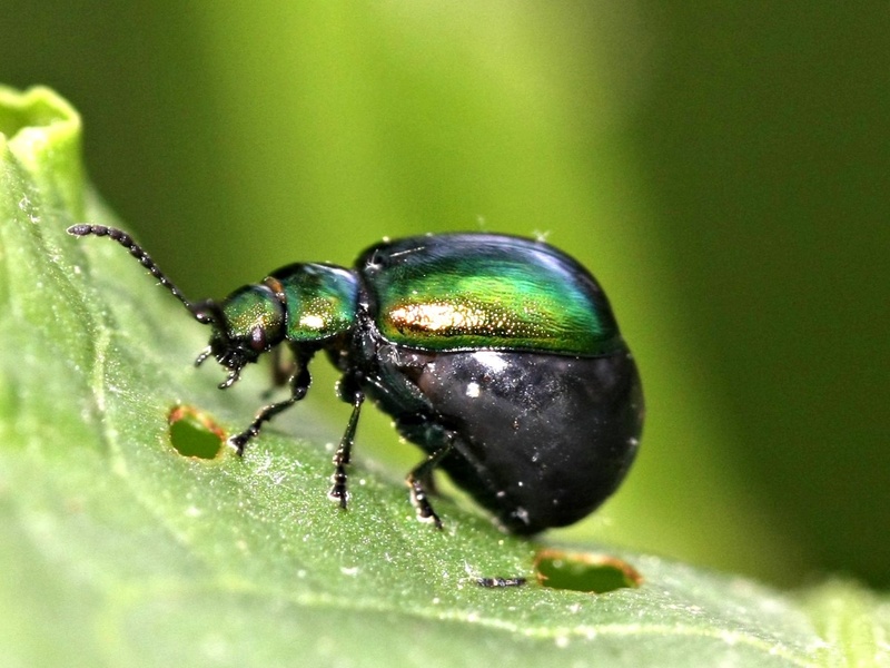 List of Green Insects - Flora Fauna Fun