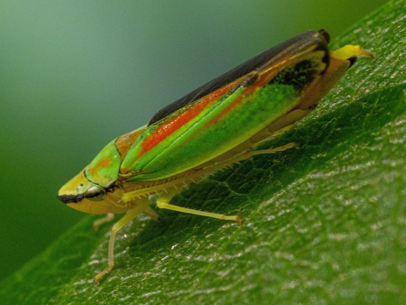 List of Green Insects - Flora Fauna Fun