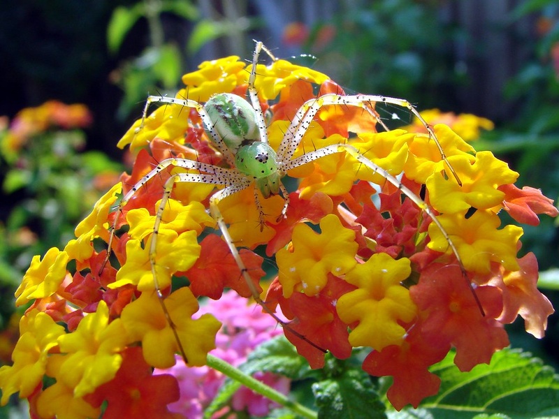 The Complete List of Green Spiders - Flora Fauna Fun
