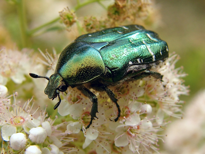 List of Green Insects - Flora Fauna Fun