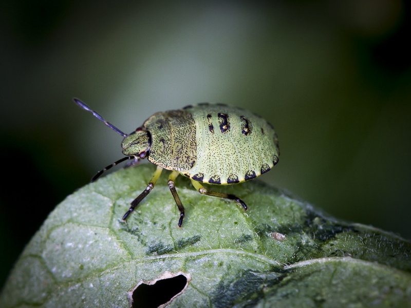 List of Green Insects - Flora Fauna Fun