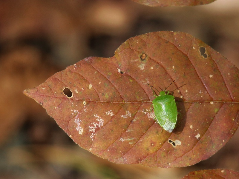 List of Green Insects - Flora Fauna Fun