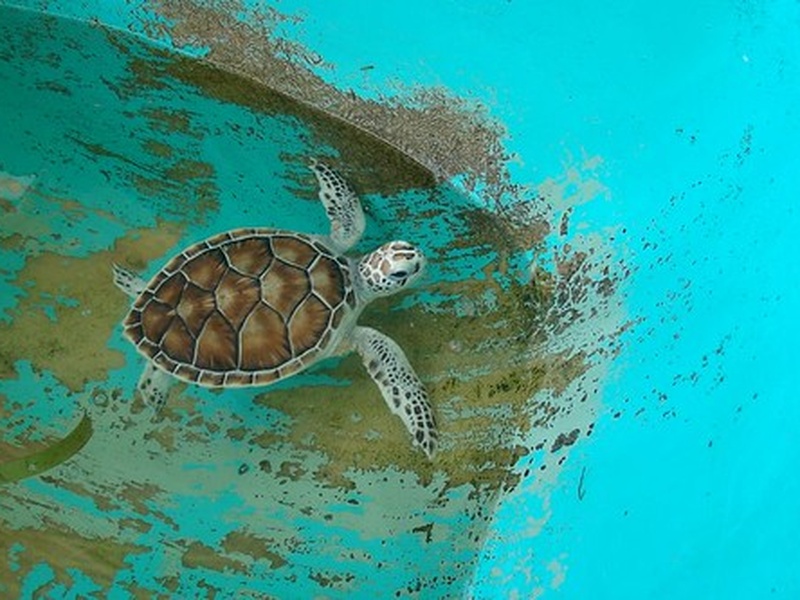 Animals of Antigua and Barbuda: The Complete List - Flora Fauna Fun