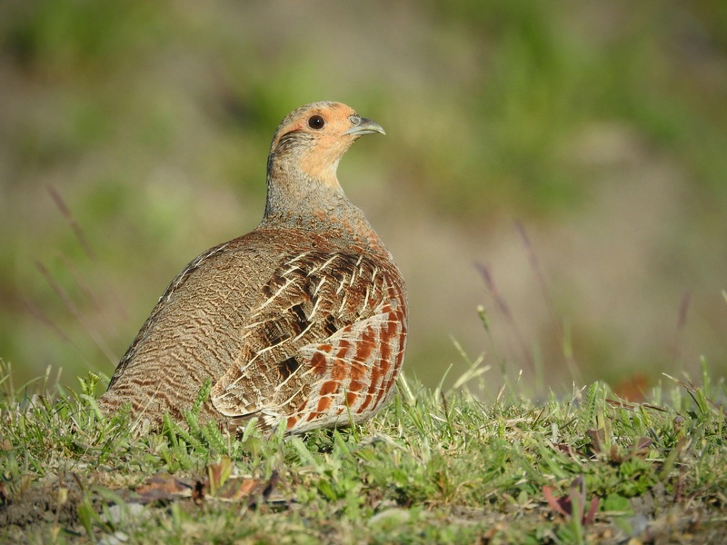 Birds of Romania: The Complete List - Flora Fauna Fun
