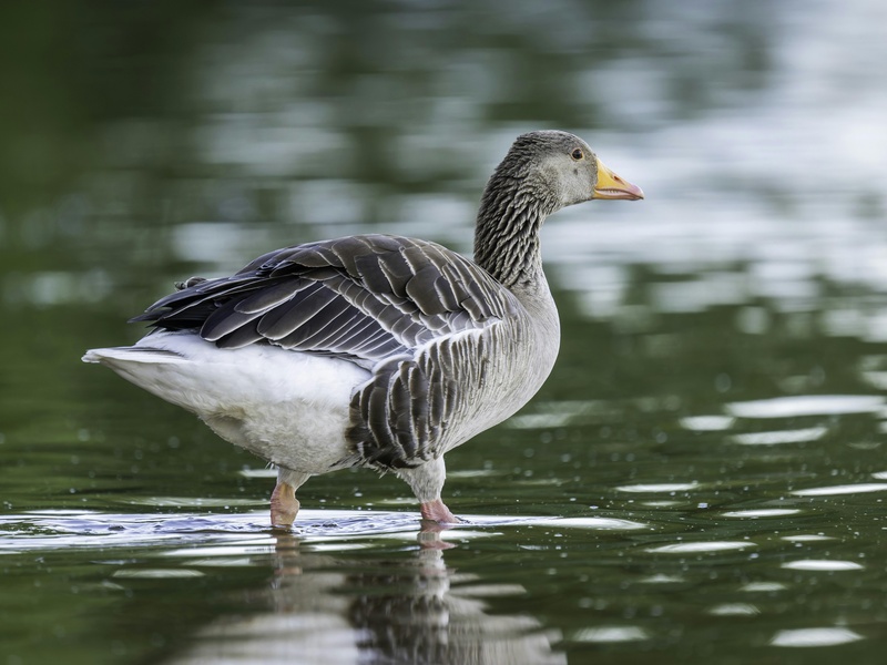 Birds of Sweden: The Complete List - Flora Fauna Fun