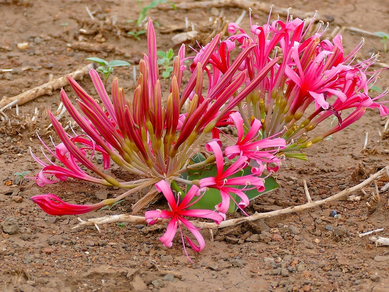 List of Flowers of Botswana - Flora Fauna Fun