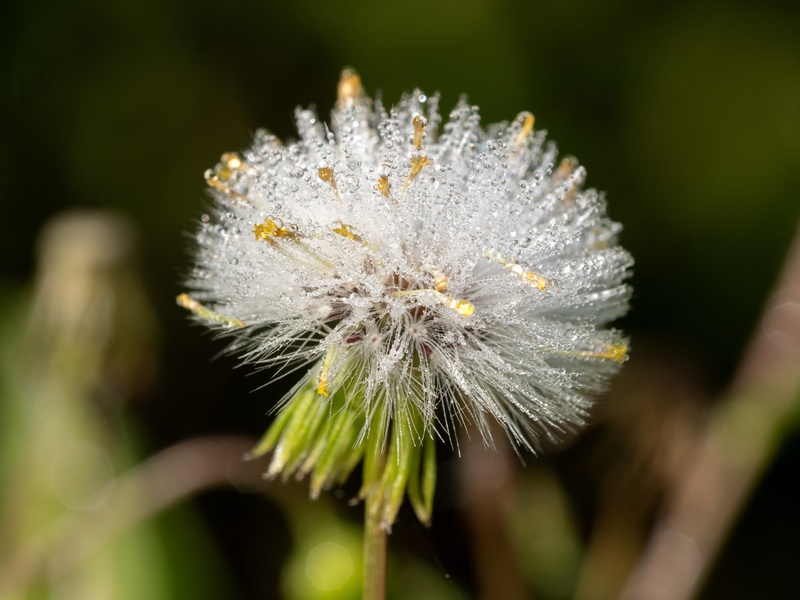 The Complete List of Flowers That Start With G - Flora Fauna Fun