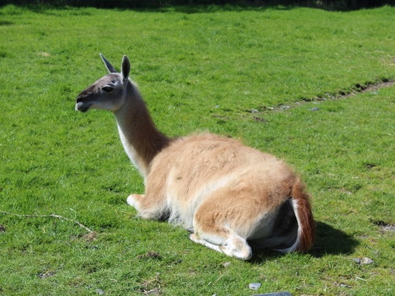 Temperate Grasslands Consumers: The Complete List - Flora Fauna Fun