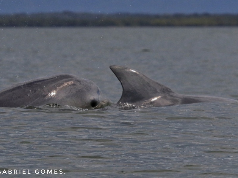 Cetacean Examples: The Complete List - Flora Fauna Fun