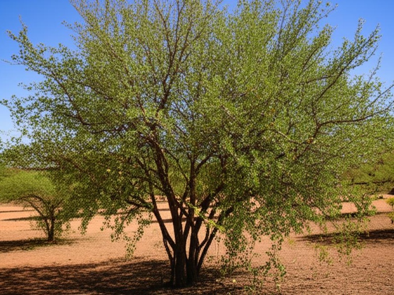 The Complete List of Senegal's Native Plants - Flora Fauna Fun