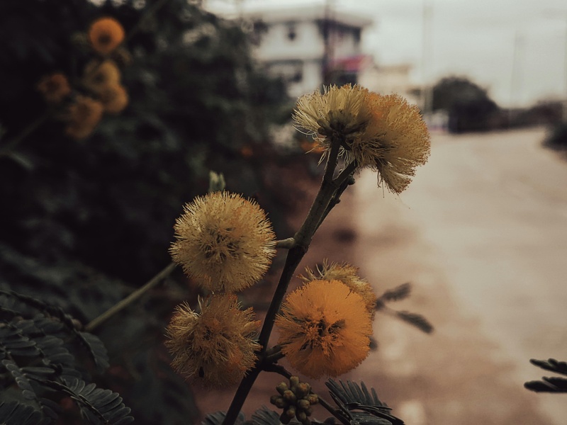 The Complete List of Senegal's Native Plants - Flora Fauna Fun