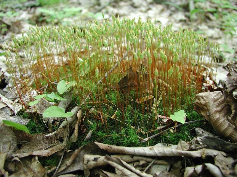 The Complete List of Wales' Native Plants - Flora Fauna Fun